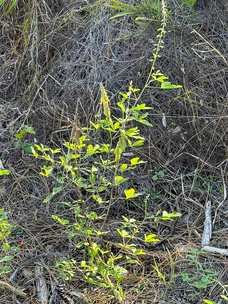 Streaked Rattlepod from Pine Island Center, FL 33922, USA on February ...