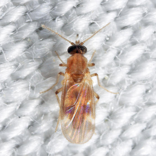 Chaquiste (Culicoides crepuscularis)