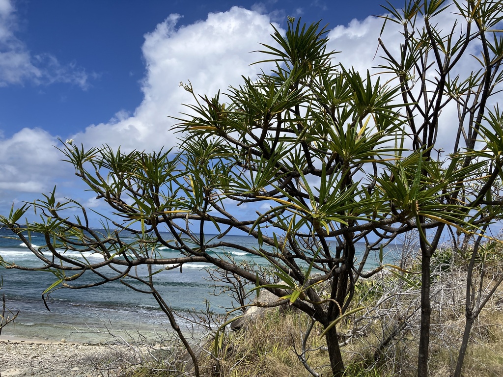 Nosegaytree from Îlet Pinel, Saint Martin, MF on February 25, 2025 at ...