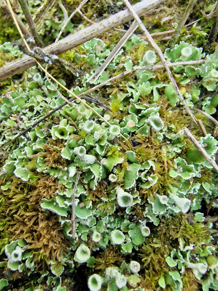 Mealy Pixie Cup from West Beach/Climping Beach SSSI, Littlehampton, West Sussex on February 25 ...