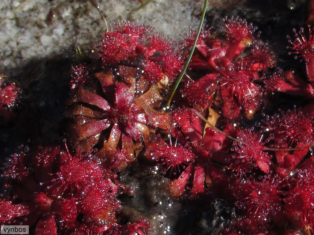 Red Sundew (Drosera rubrifolia) (Sundews and allies in southern Africa ...