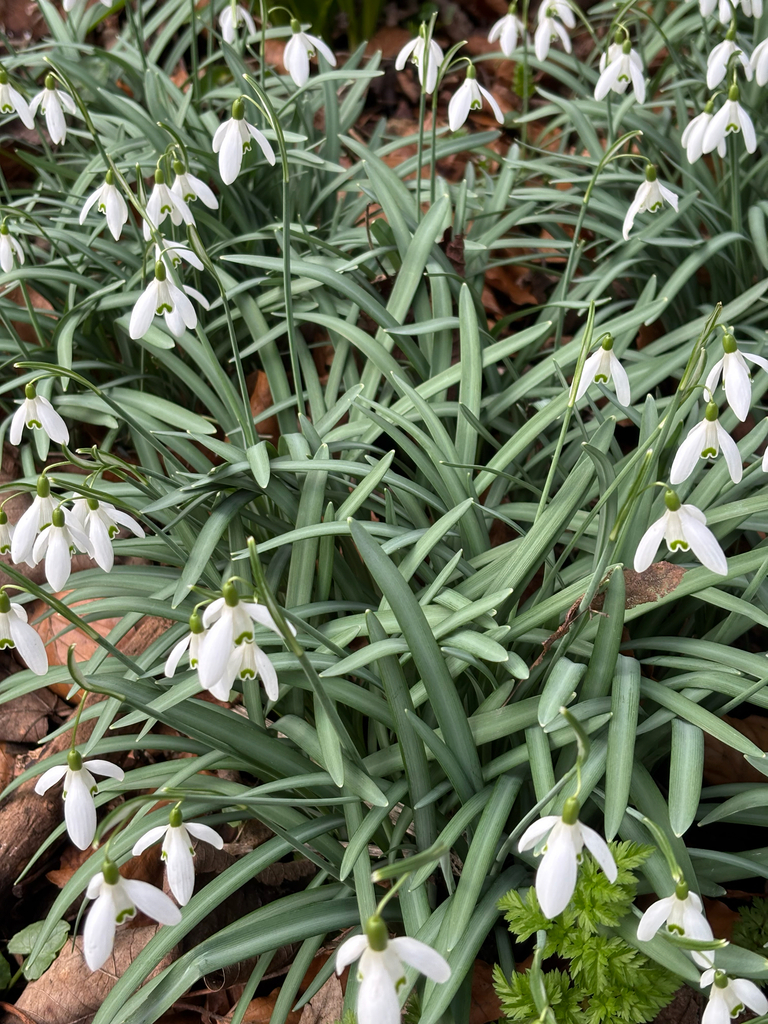 common snowdrop from Innovation Way, York, England, GB on February 25 ...
