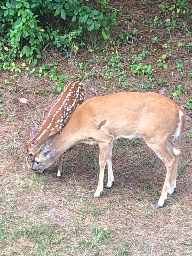 Virginia White-tailed Deer in July 2019 by poopersgang · iNaturalist