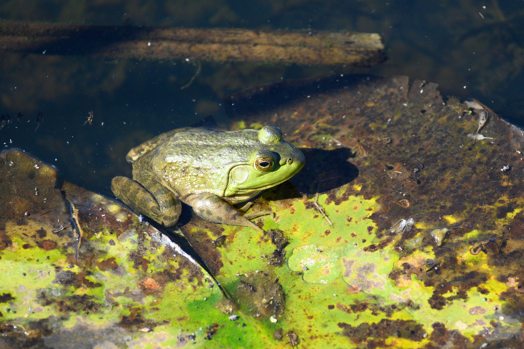 American Bullfrog from South Stormont, ON, CA on October 5, 2024 at 12: ...