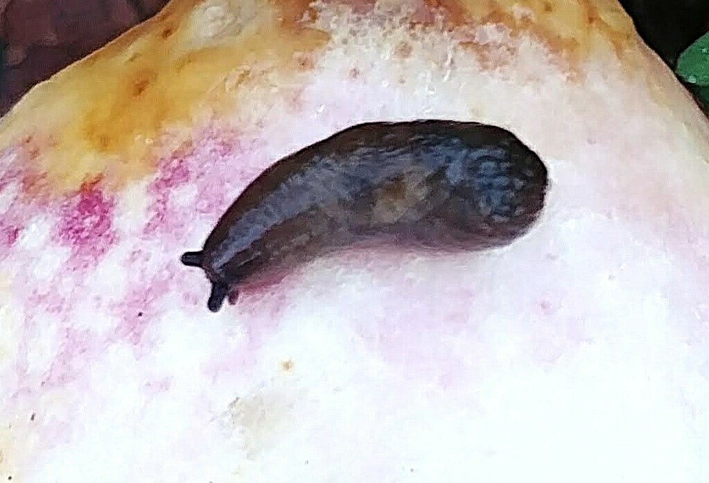 Smooth Land Slugs from Druid Hills, GA, USA on December 31, 2022 at 11: ...