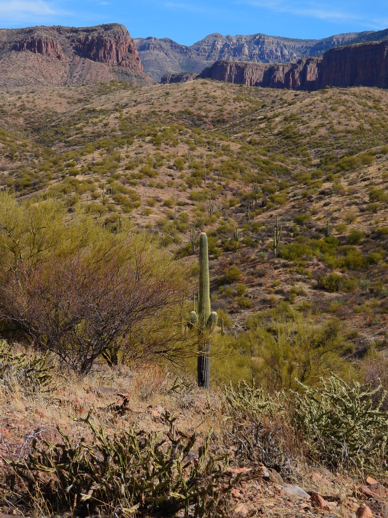 saguaro from Gila County, AZ, USA on February 9, 2025 at 10:44 AM by T ...