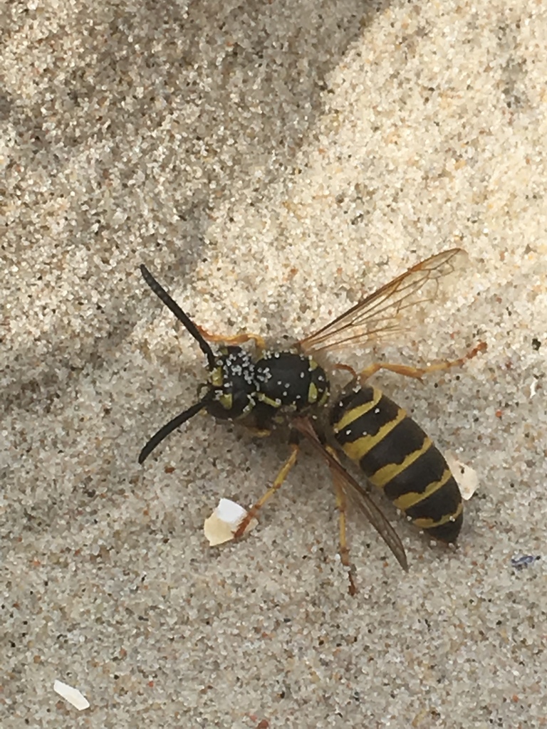 Common European Yellowjacket from Vorpommern-Greifswald, DE-MV, DE on ...