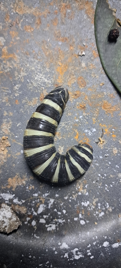 Pachylia syces from Benito Juárez, Mazatlán, Sin., México on February ...