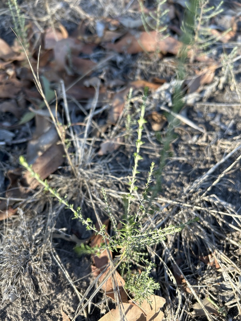 Sifton Bush from Canterbury Rd, Bayswater North, VIC, AU on February 26 ...