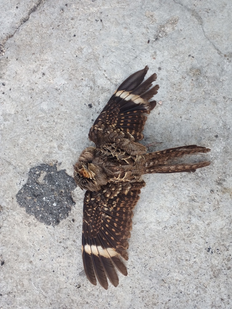 Common Pauraque and Scrub Nightjar from Escárcega, Camp., México on ...