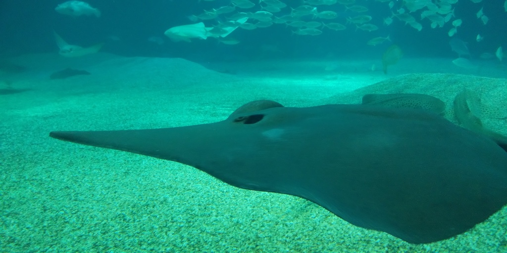 Sharpnose Stingray (Telatrygon acutirostra) - Marine Life Identification