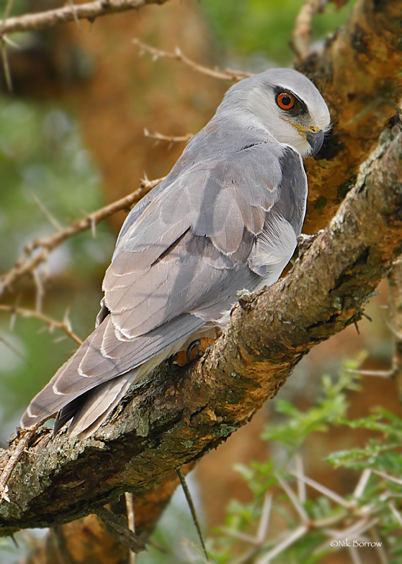 Black-winged Kite (Elanus caeruleus) - Avian Discovery