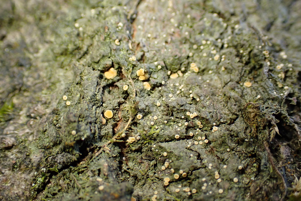 Orange Dimple Lichen from West Yorkshire, UK on February 22, 2025 at 03 ...