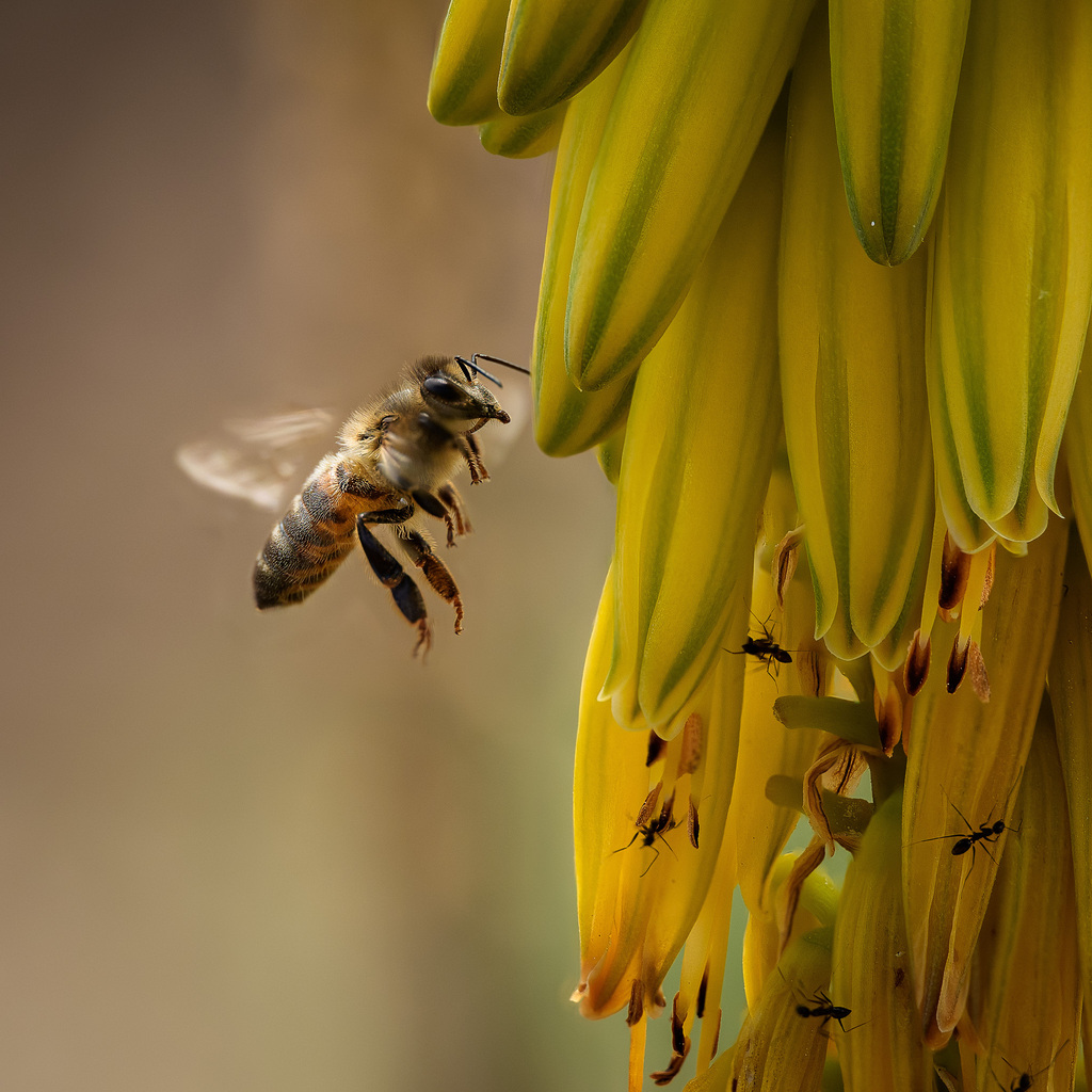 Western Honey Bee from Norman Island BVI on February 25, 2025 at 08:15 ...