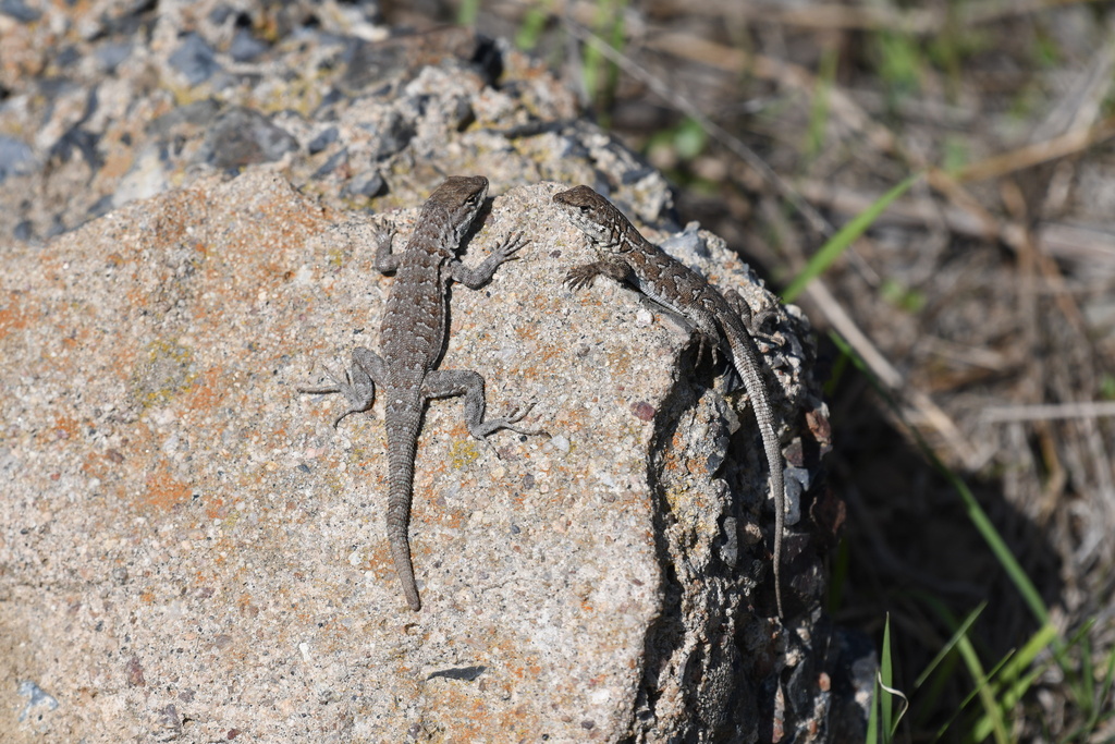 Common Side-blotched Lizard from Ocean Beach Bike Path, San Diego, CA ...