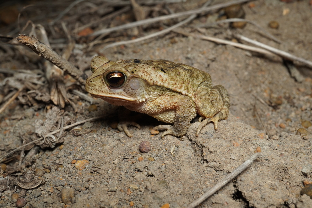 Central American Gulf Coast Toad from Hopelchén, Camp., MX on February ...