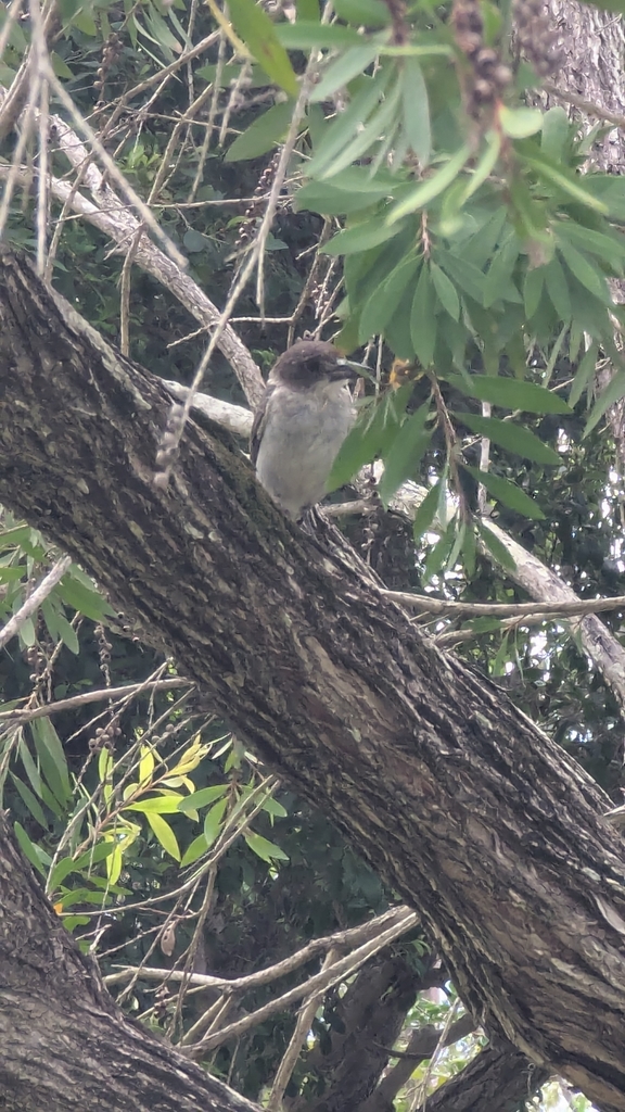 Grey Butcherbird from Aramara QLD, Australia on February 26, 2025 at 09 ...