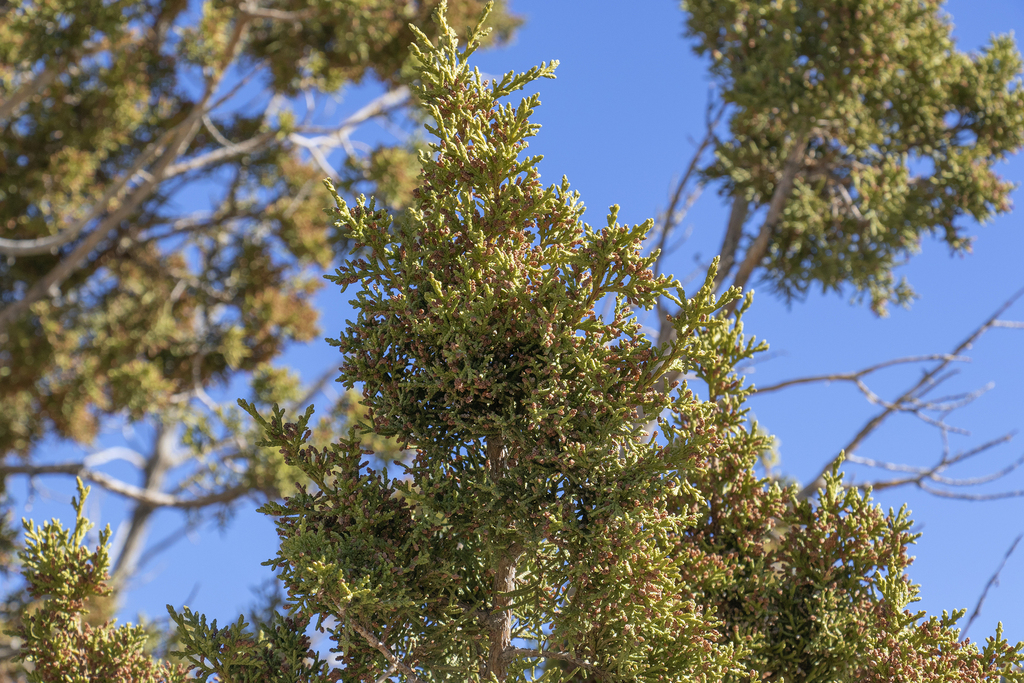 redberry juniper from Maricopa County, AZ, USA on February 25, 2025 at ...