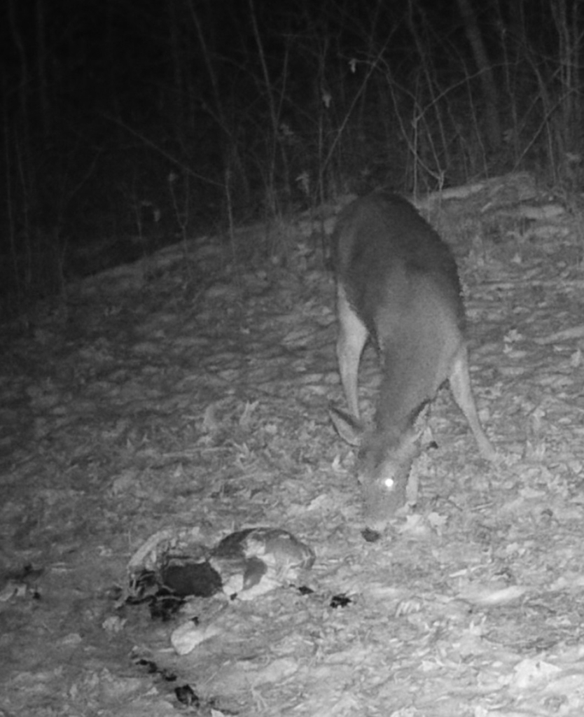 White-tailed Deer from Livingston County, US-MI, US on January 08, 2025 ...