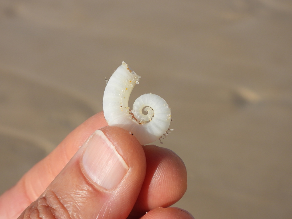Ram's Horn Squid from Sandbar NSW 2428, Australia on February 26, 2025 ...