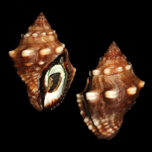 Tinted Cantharus (Cantharus janelli) · iNaturalist