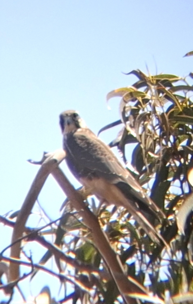 Aplomado Falcon from Yerba Buena, ensenada. Higuera, Coquimbo, Chile on ...