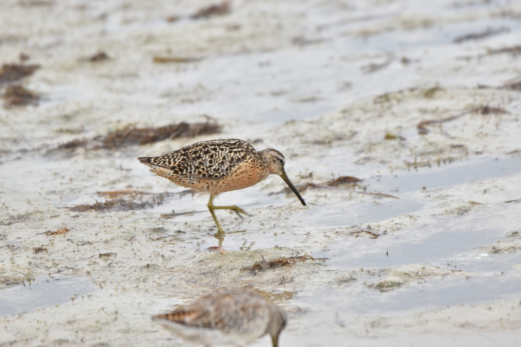 Short-billed Dowitcher from 18201 John Morris Rd, Fort Myers, FL 33908 ...