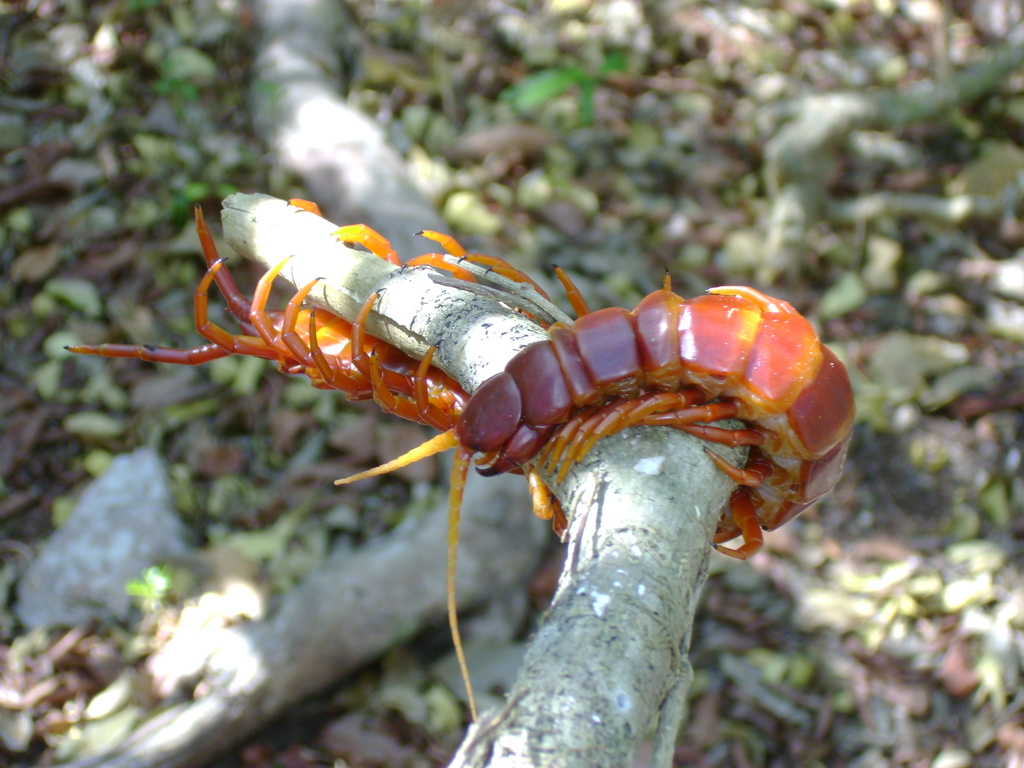 Caribbean Giant Centipede from Monseñor Nouel, 42000, Dominican ...