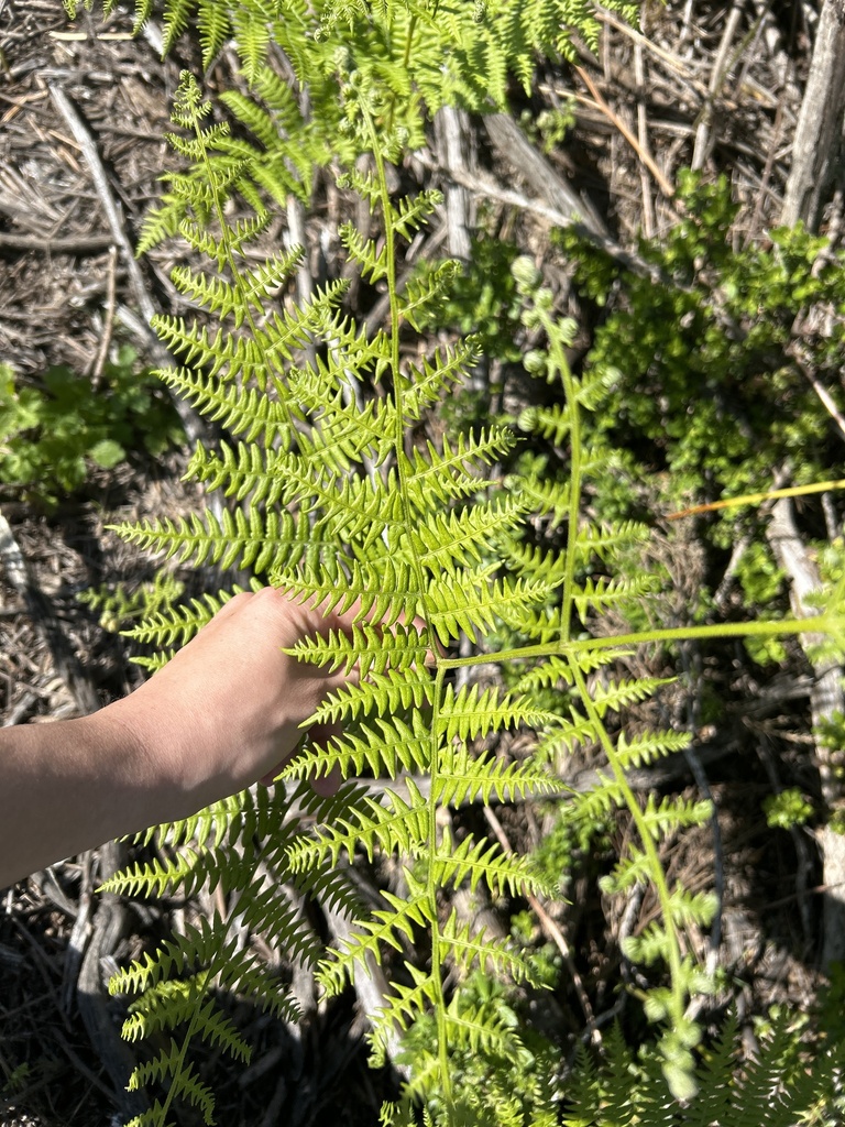 common bracken from Carmel, CA, US on February 25, 2025 at 01:28 PM by ...