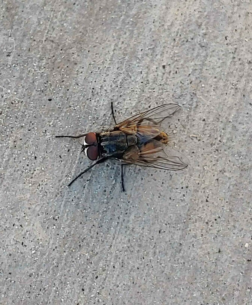Common House Fly from Palm Desert, CA, USA on February 25, 2025 at 04: ...