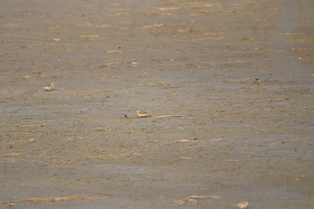 American Pipit from Villa Corona, Jal., México on February 21, 2025 at ...