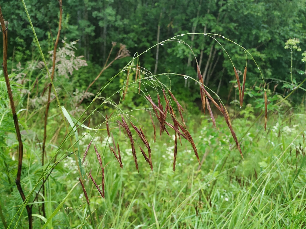 Awnless Brome from Каменушка, Зейский р-н, Амурская обл., Россия on ...