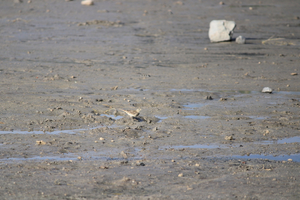 American Pipit from Villa Corona, Jal., México on February 21, 2025 at ...