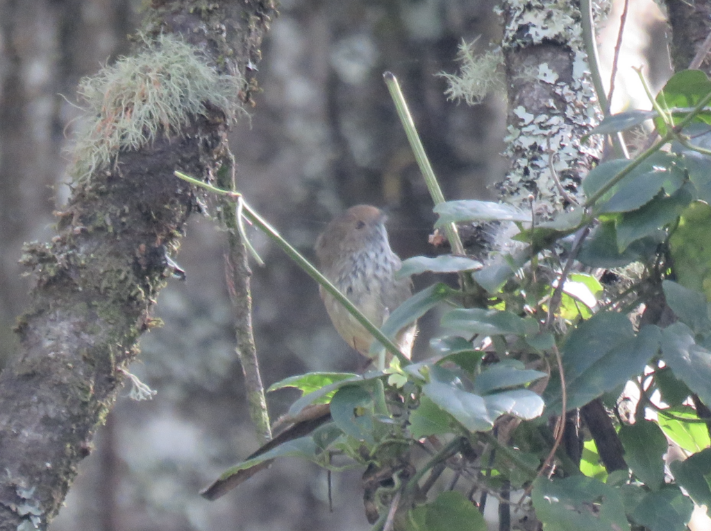 Brown Thornbill from Balook VIC 3971, Australia on February 22, 2025 at ...