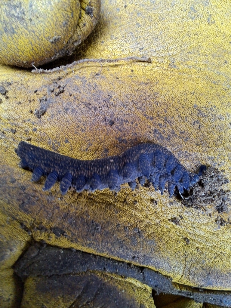 New Zealand peripatus from Belmont, Lower Hutt 5010, New Zealand on ...