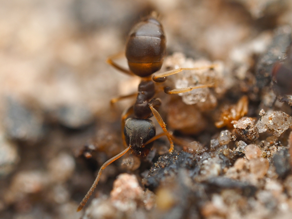 Woodland Fuzzy Ant from Charleston, Staten Island, NY 10309, USA on ...