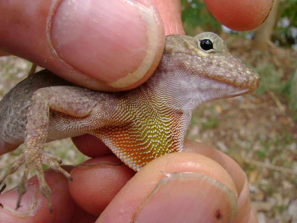 Crested Anole from Lapa, Salinas, Puerto Rico on March 25, 2007 at 11: ...