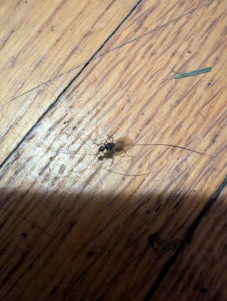 Myrmentoma from South Perry District, Spokane, WA, USA on February 25 ...