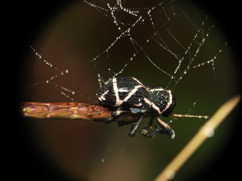 Alcidodes ephippiatus · iNaturalist