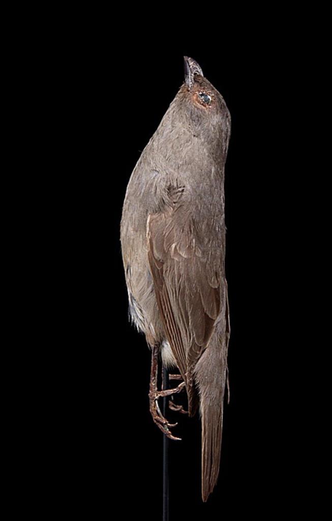 Lord Howe Starling (Aplonis fusca hulliana) - Avian Discovery
