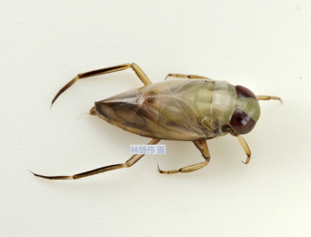 Enithares sinica from Changsha, CN-HN, CN on February 22, 2025 at 07:13 ...