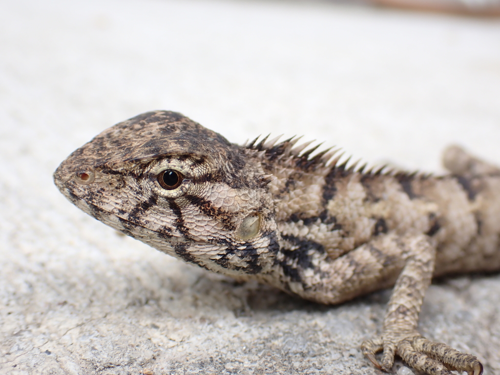 Calotes wangi wangi from Hong Kong on February 25, 2025 at 10:58 AM by ...