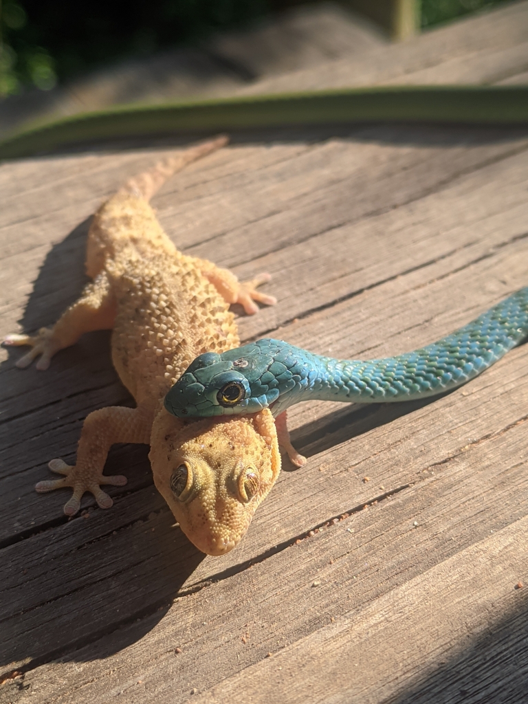 Warty Thick-toed Gecko from Mbuyuni, Tanzania on February 26, 2025 at ...