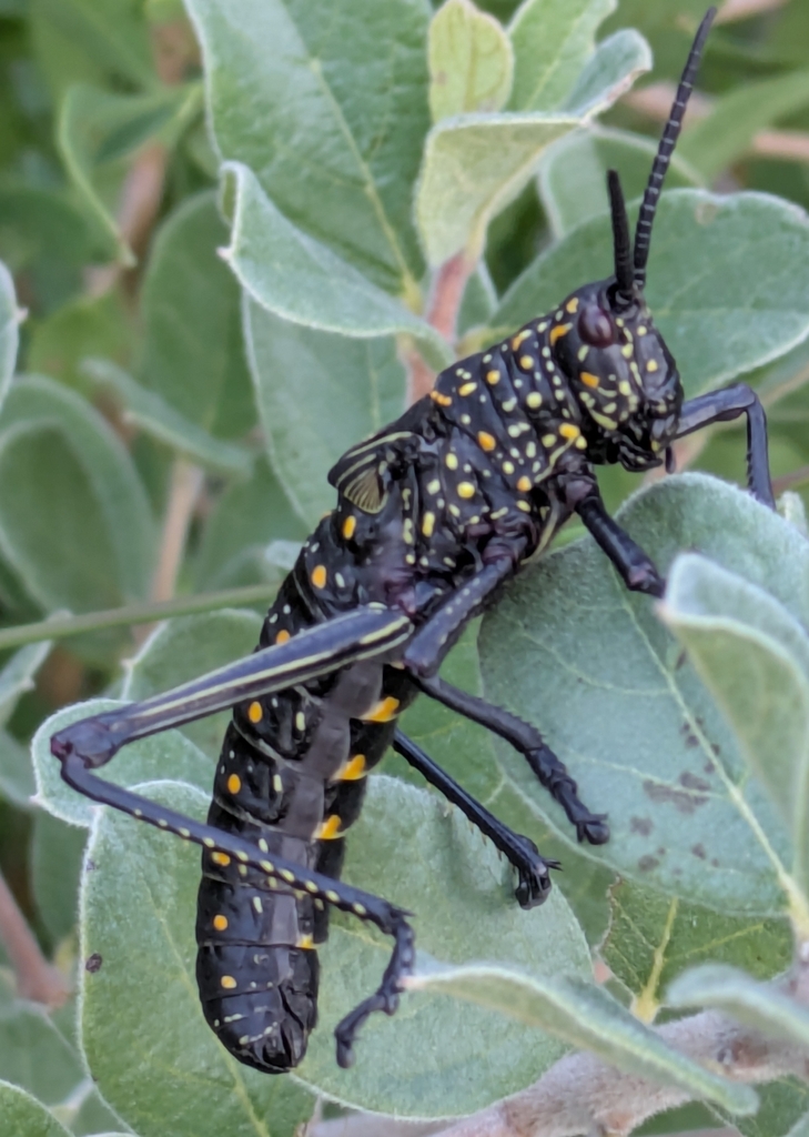 Green Milkweed Locust from Otjozondjupa Region, Namibia on February 25 ...