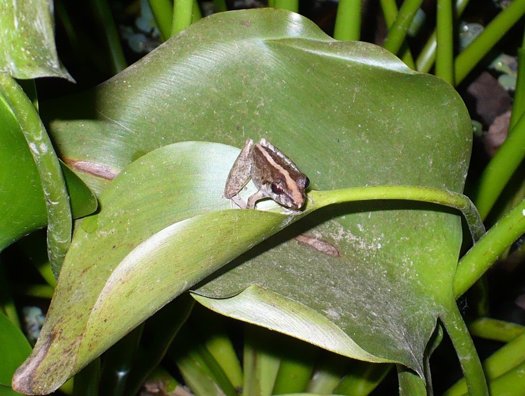 Fitzinger's Robber Frog from Puntarenas Province, Costa Rica on March ...