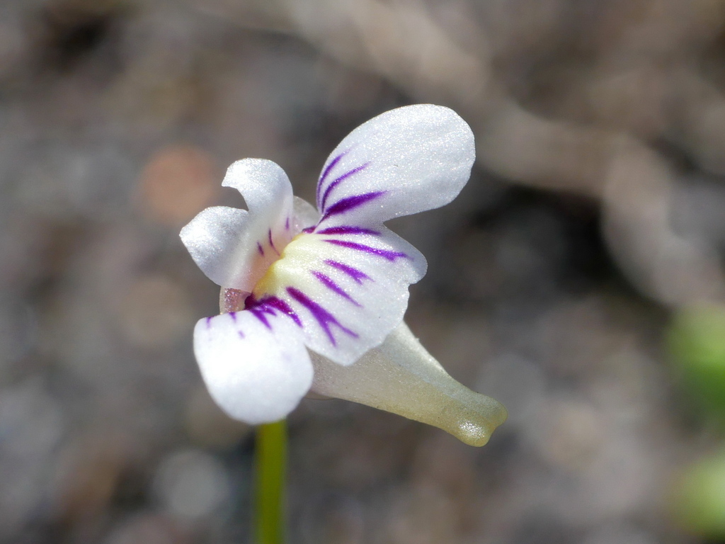 Utricularia violacea from Perth WA, Australia on October 24, 2020 at 03 ...