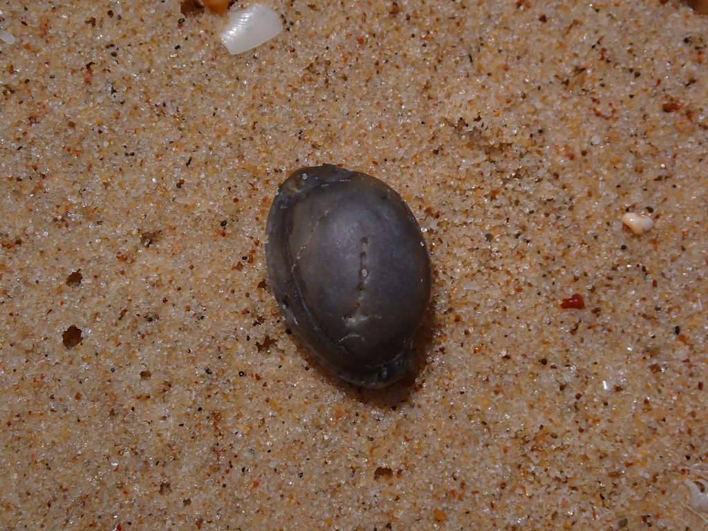 grape cowrie from Bundagen NSW 2454, Australia on February 26, 2025 at ...