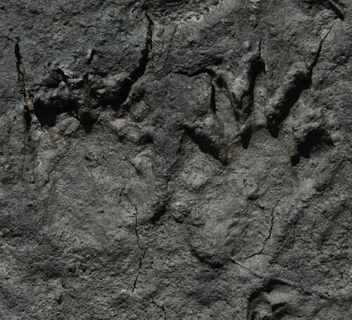 Raccoon Tracks – NatureTracking