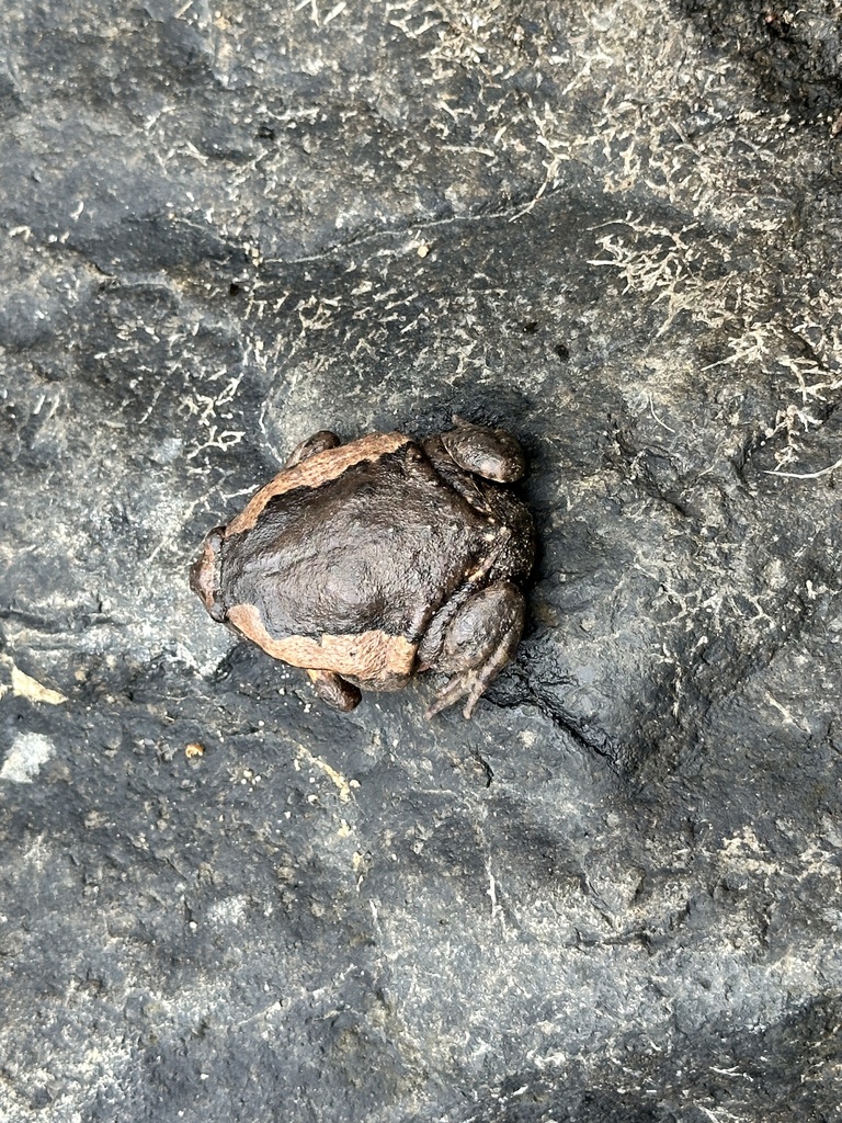 Asian Painted Frog from 大帽山郊野公園, 大帽山, 新界, HK on February 26, 2025 at 10 ...