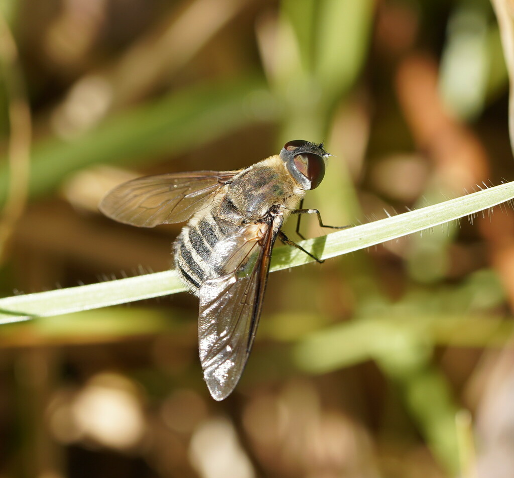 banded bee flies from Melbourne VIC, Australia on December 28, 2024 at ...